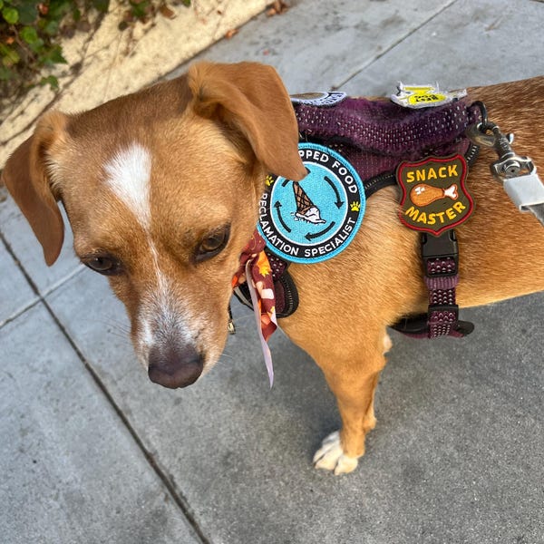 Iron-on Patches for Dogs | Adventure Dog Badges | Scout Style ...