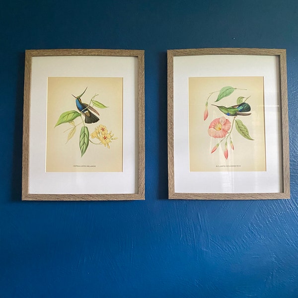 8x10'' HUMMINGBIRD PRINTS SET Set Bird Print Flower Nature Wall Art ...