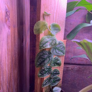 Monstera Dubia Shingling Plant Growing in 4 Pot Rare - Etsy