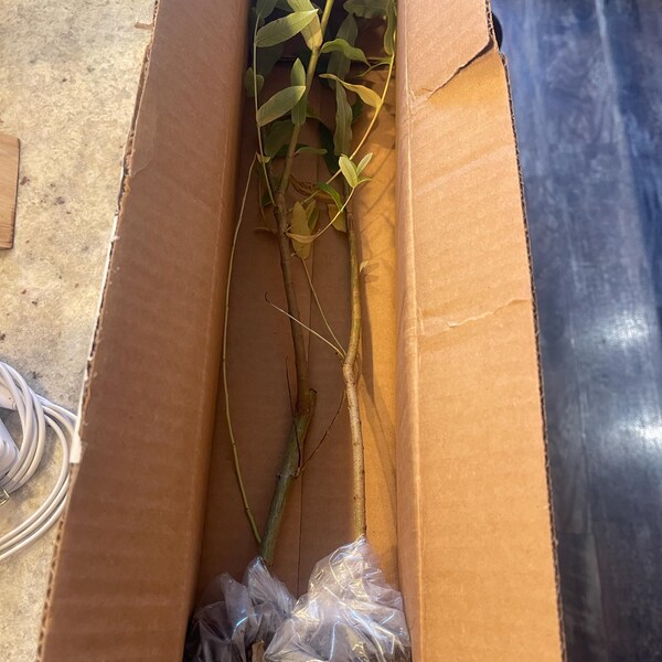 Chinese Elm Quart Container - Etsy