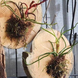 11 Wood Cake Stand, Log Cake Stand, Tree Bark Cake Stand, Tree Slice ...