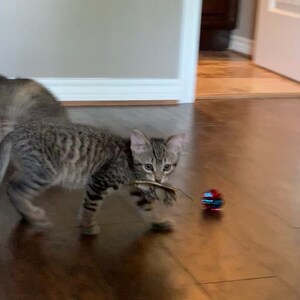 Dried Quail Wings4 for Crafts & Cats - Etsy