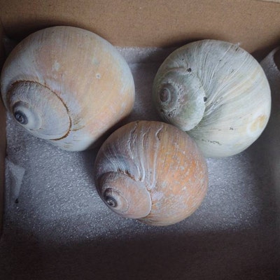 COLORFUL FLORIDA SEASHELL Mix, 30 Piece Variety Shell Pack for Gifts ...