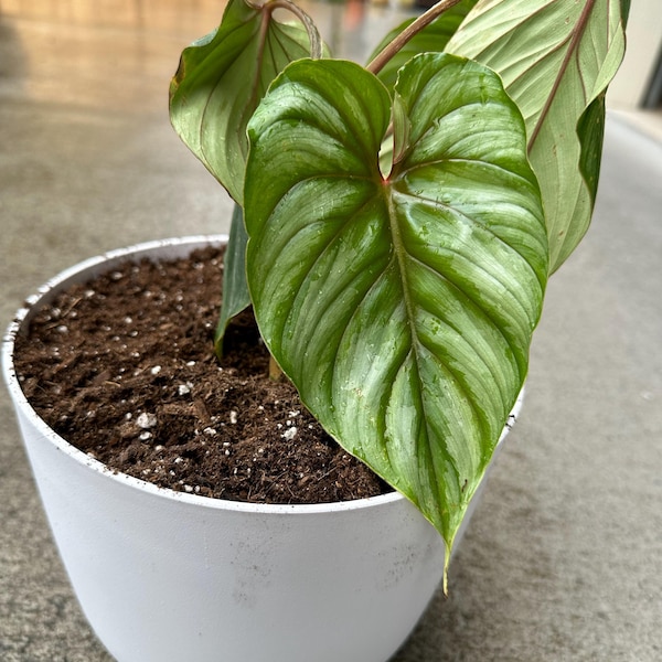 Philodendron Gabby- Highly Variegated - Etsy