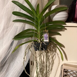 Orchid Vanda Pachara Delight Pachara Tropical Hanging Plant - Etsy
