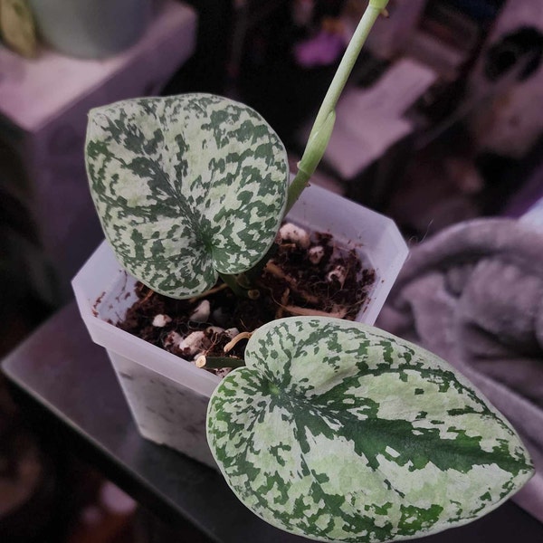 Teruno Fanfare Epipremnum Aureum Pothos japan Rooted Starter Plant - Etsy