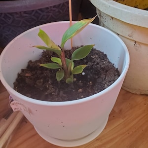 Golden Brush Dwarf Ginger Burbidgea Schizocheila - Etsy