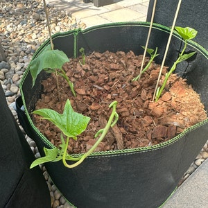 5 Fresh Cutting Vines No Root Puerto Rico Sweet Potatoes Strong to Grow ...