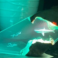 Round LED Display Base for Wet and Diaphonized Specimens - Etsy