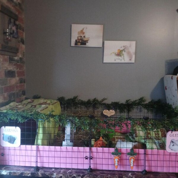 Guinea Pig Name Tag, Guinea Pig Accessories, Guinea Pig Cage ...