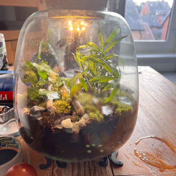 Large Glass Terrarium Jar With LED Cork Lid - H25cm X D23cm - Etsy UK