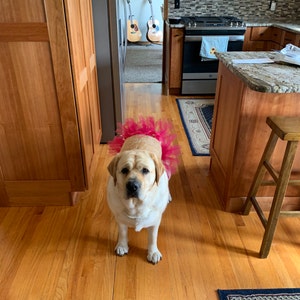 Dog Tutu-various Color Options XS-XXXL. Durable Dog Tutu, Designed for ...