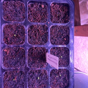 Lithops Aucampiae 'jackson's Jade' C395 10 Seeds - Etsy