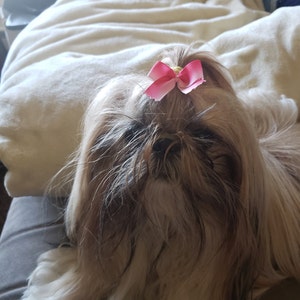 30 Small Two Tone Dog Bows Dog Grooming Bows Child Bows Top - Etsy