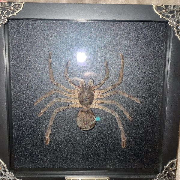 Real Framed Spider Tarantula Bird Eating Insect Shadow Box Taxidermy ...