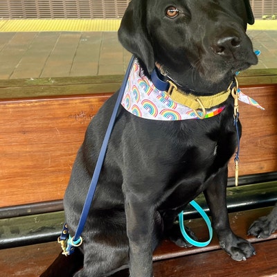 Biothane Tab or Bringsel Pick Your Color 1/2 Wide Heavy Weight, 8 Long ...