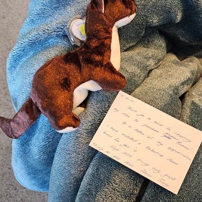 Ty Beanie Boos cancun,dexter and Pablo the Pink,brown,yellow Chihuahuas ...