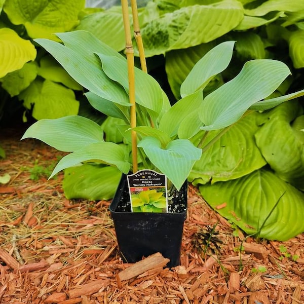 Hosta SUNNY HALCYON Small Yellow Gold Rare New Thick Slug Resistant ...