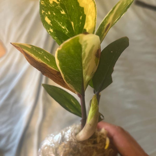 Calathea Pilosa Super Lush Calathea Pilosa Starter Plant Rooted ...