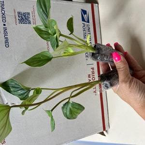 Alocasia Sabrina Starter Plant ALL PLANTS Require You to Purchase 2 ...