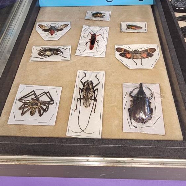 REAL Assorted Bugs and Beetles! Cool Insect Species From Around the ...