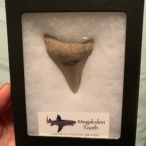 Megalodon Shark Tooth Fossil in Display Case - Etsy