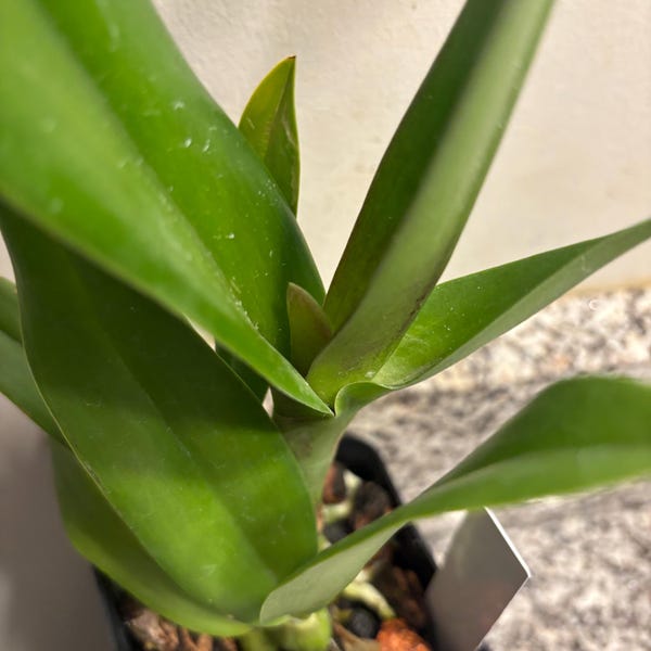 Orchid Plant LIVE Dendrobium Alice Iwanaga | Rare BLOOMING SIZE Indoor ...