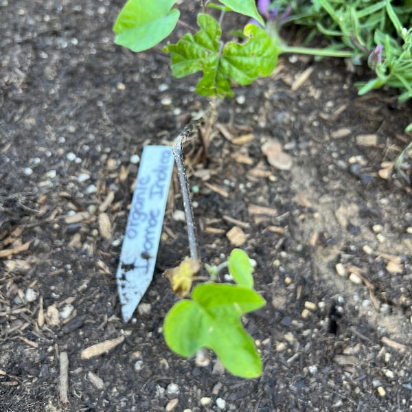 Carabao Philippine Mango Seedling Live Plant - Etsy