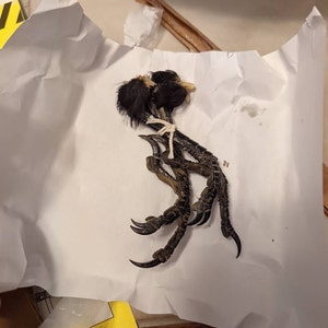 One Pair 2 Crow Feet Foot Talon Claws Taxidermy Fetish Curio Bones Art ...