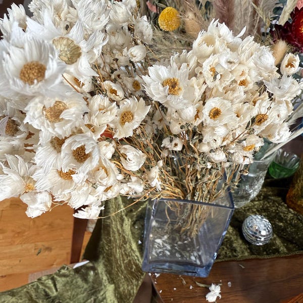 2025 New Dried White Daisies Dried Rodanthe Natural Dried Flower ...