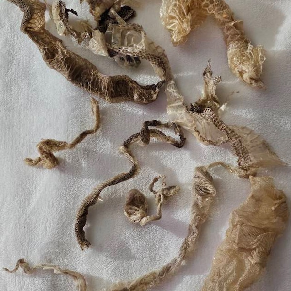 Large Assorted Snake Shed Skin Boa Constrictor - Etsy