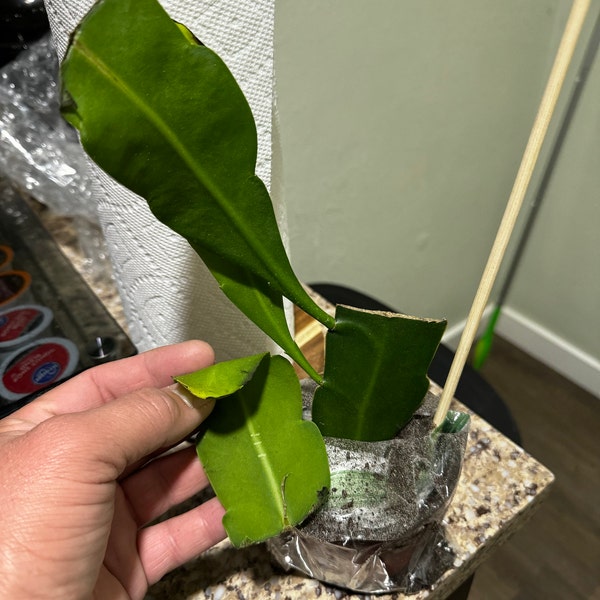 In Pot Live Well-rooted Queen of the Night Cereus Plant Cactus Orchid ...