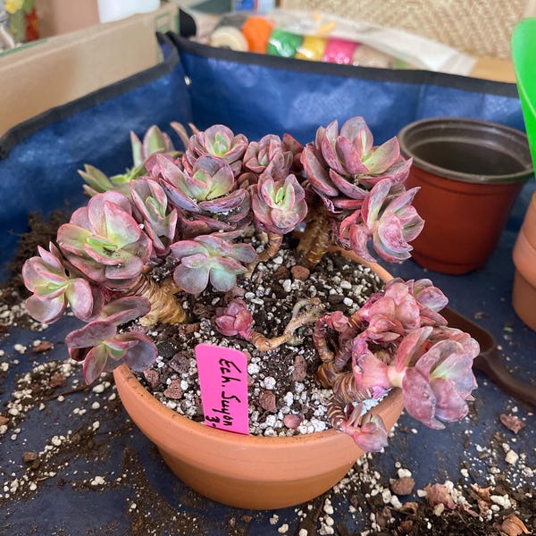 Echeveria 'red Coral' , Rare Live Succulent - Etsy
