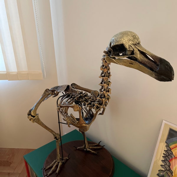 Dodo Bird Skeleton Replica Scientifically Accurate Sculpture Museum ...