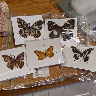 5-100PCS Real Butterfly Specimen Taxidermy Insect Butterflies Decor ...