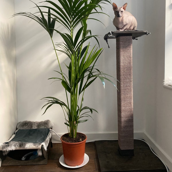 Cat Tree XL 47 Inch. Cat Tower for Large Cats, Cat Scratching Post ...