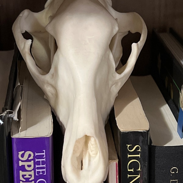 Puma or Mountain Lion Skull Replica museum Quality - Etsy
