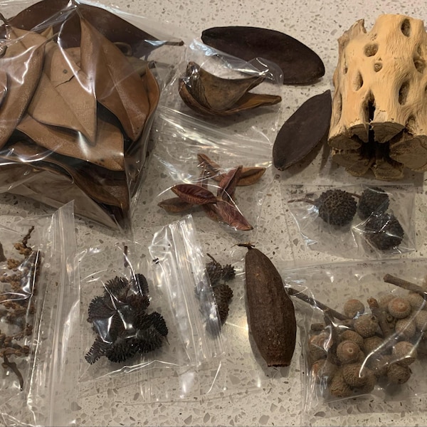 Samrong Pod split Nut Pod Seed Pod Isopod Dart Frog Bioactive Vivarium ...