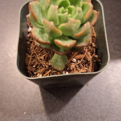 Peperomia ruby Cascade Trailing Succulent, Indoor Plant - Etsy