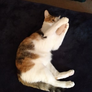 Catnip Cannoli Cat Toy - Etsy