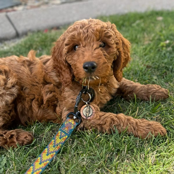 Letter "a" Dog Tag-pet ID Tag-unique Pet Tag-custom Hand Crafted ...