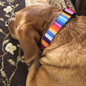 Bright Stripes Dog Collar Pattern Colorful Modern - Etsy