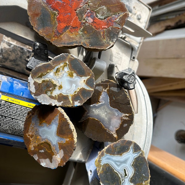 Petrified Wood Slice, Wood Grain. Fossilized Wood Rock Collection ...