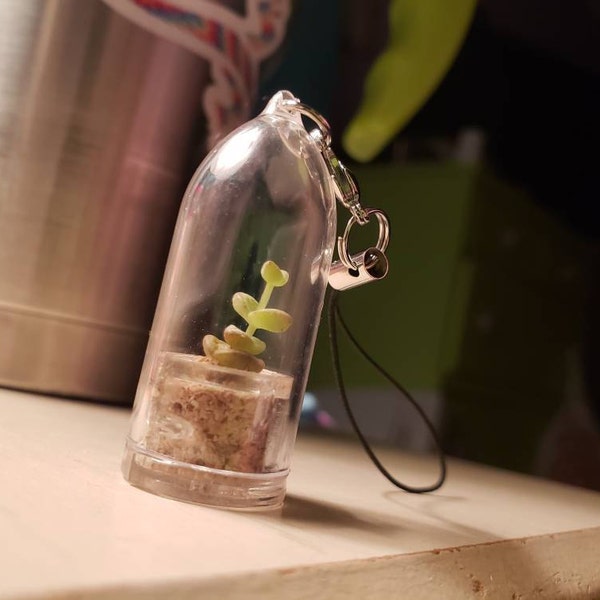 Boo-boo Plant – Tulip Live Succulent Terrarium Capsule - Etsy