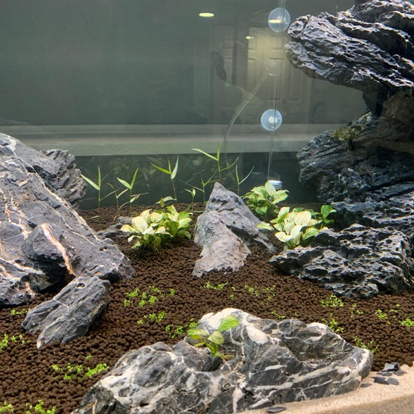 1 Bucephalandra Micro! Live Aquarium Plants! Free S/h Live Aquatic ...