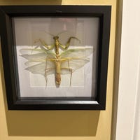 The GIANT Centipede (scolopendra Subspinipes) | Framed & Mounted ...