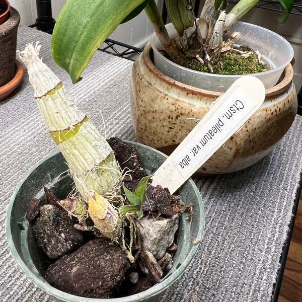 Bc. Yellow Bird - B. Nodosa X Bc. Richard Mueller - EASY GROWER ...