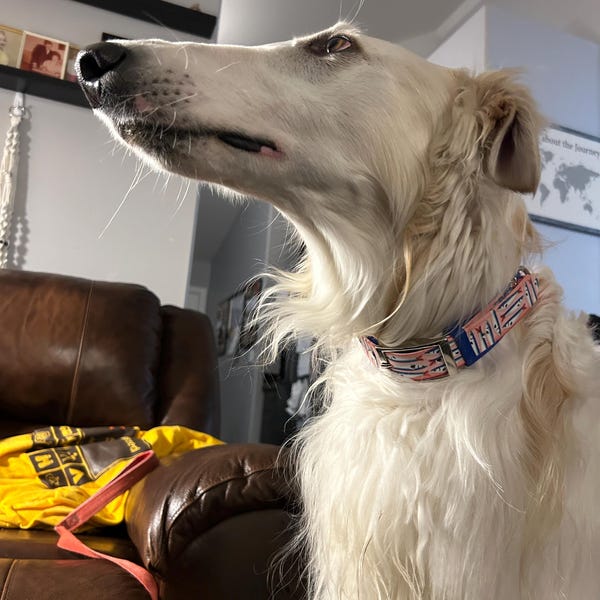 Wide Spiked Skull Collar, Custom Waterproof Biothane, Gothic Crossbones ...