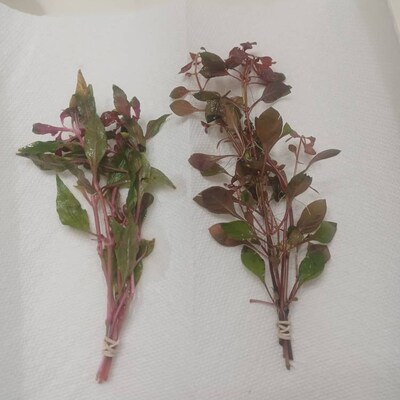 Alternanthera Reineckii var 'roseafolia' BUY3GET1FREE Live Aquarium ...