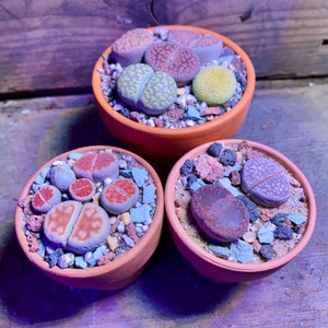 Live Exotic Lithops Karasmontana V Mickbergensis Var Red Top / - Etsy